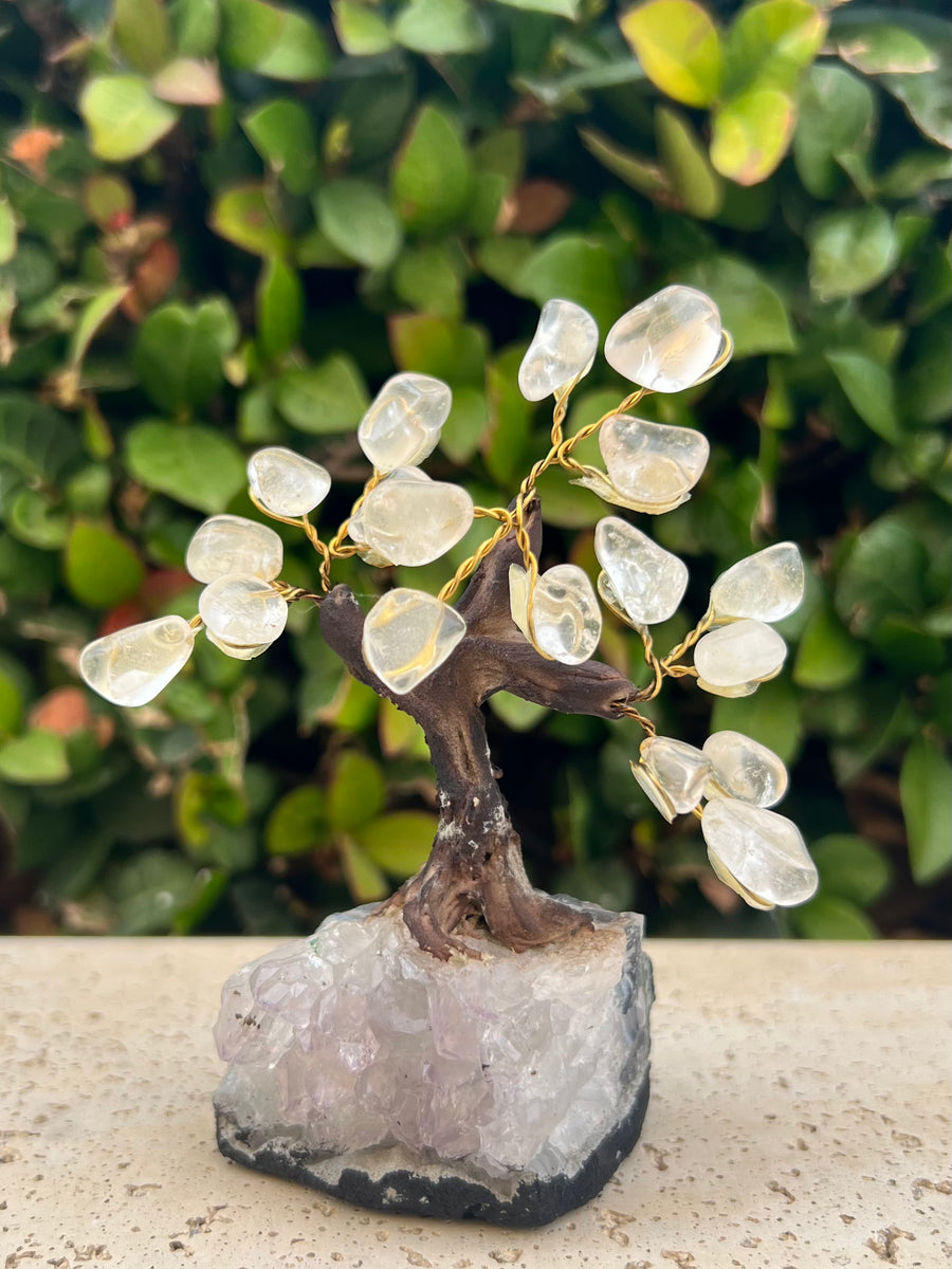 Bison Tree Of Life – Adoptabison
