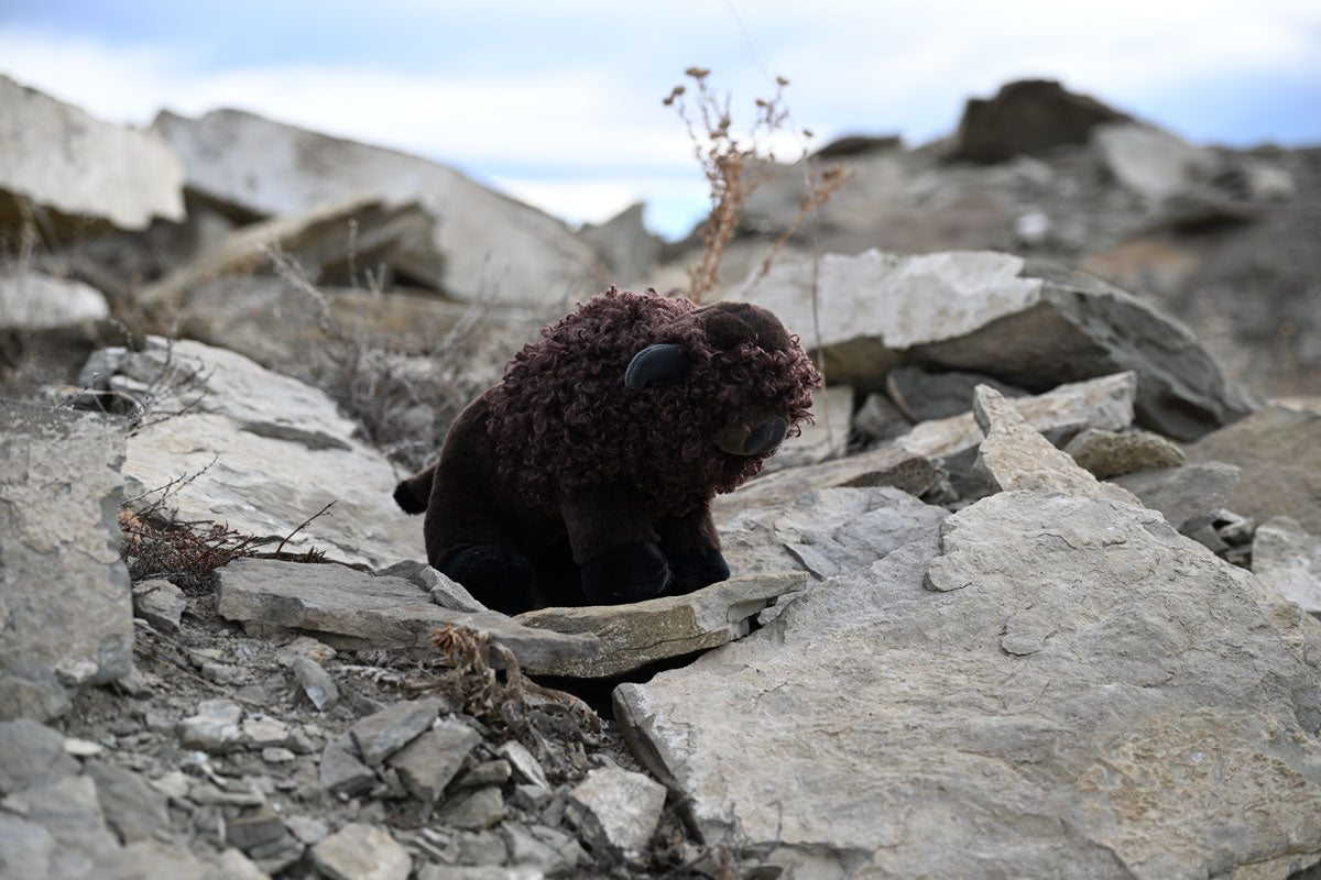 Adopt a Bison – Adoptabison