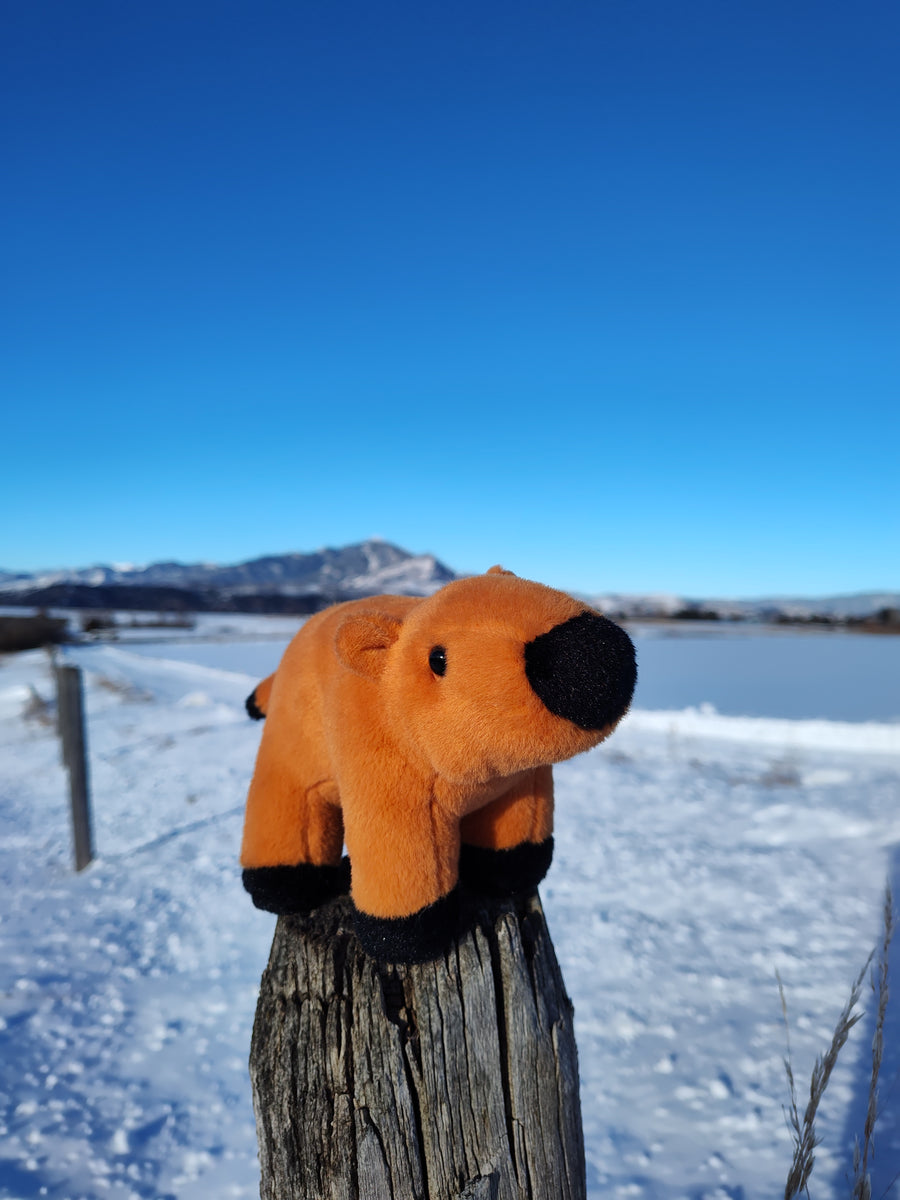 Adopt a Bison: Baby Bison Plushie – Adoptabison